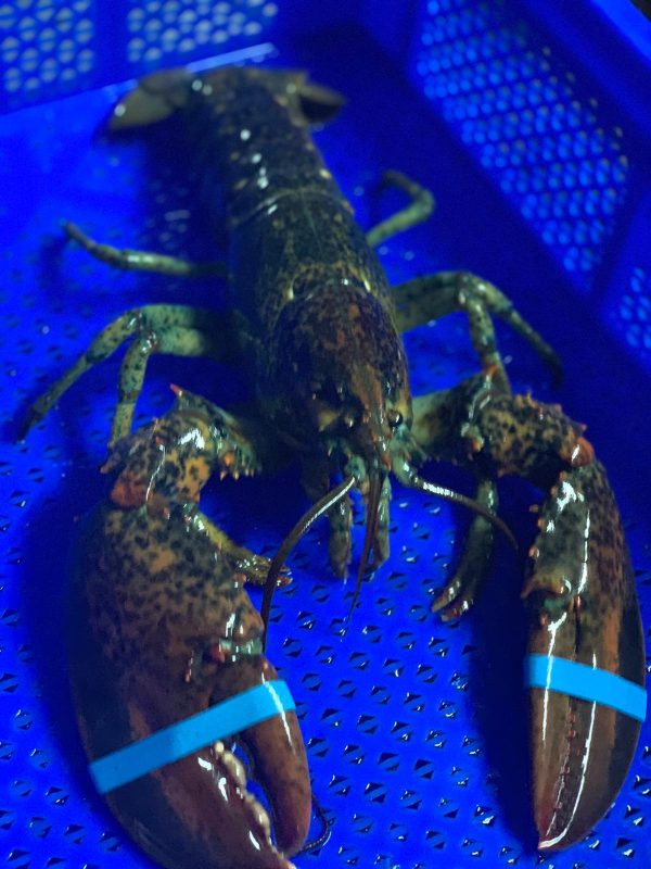 ISTAKOZ – www.e-balik.com