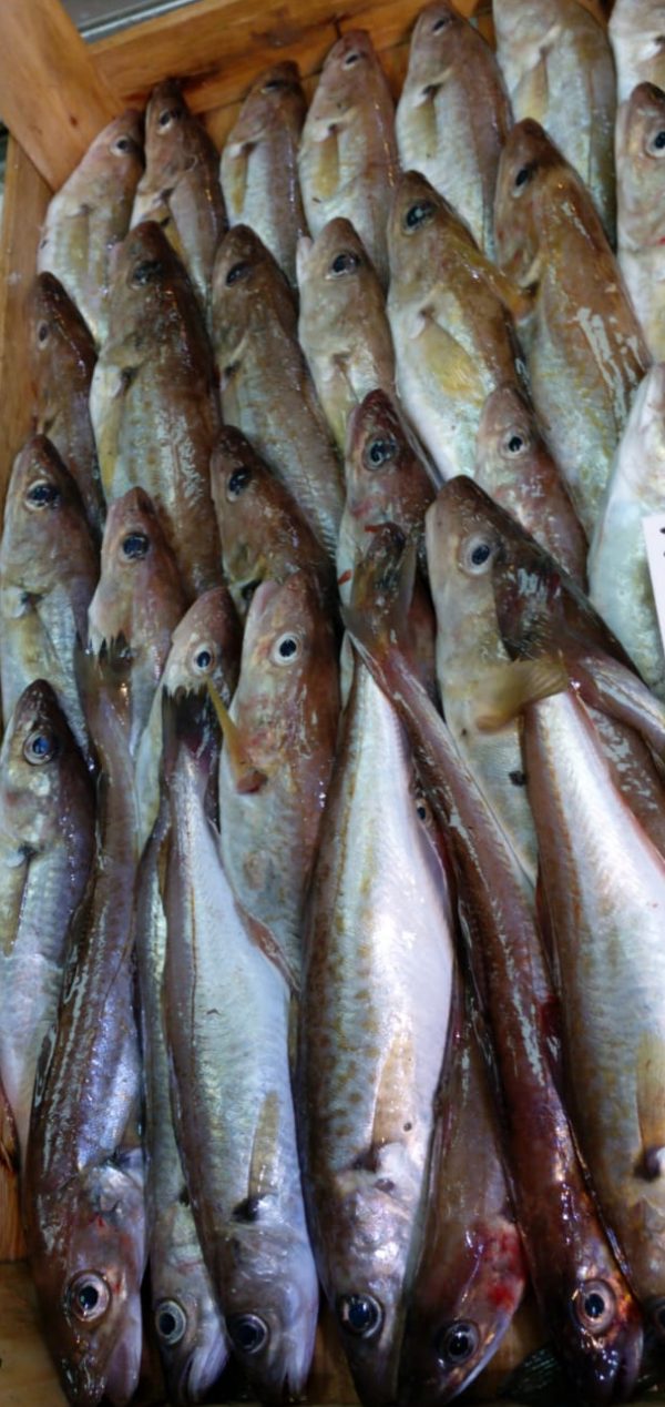 Karadeniz Mezgit – www.e-balik.com