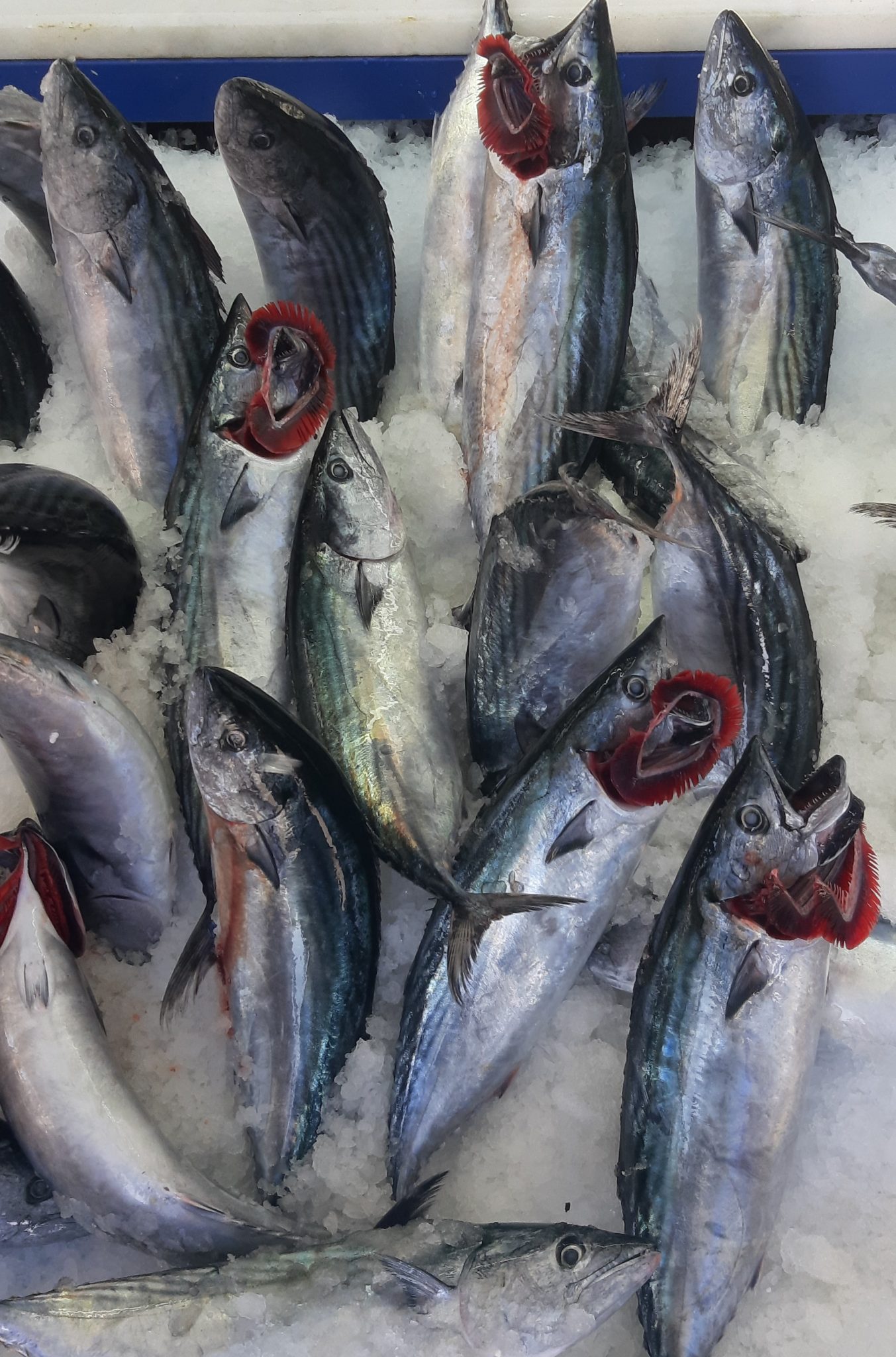 Palamut 600-700 gr (Adet Fiyatı) – www.e-balik.com