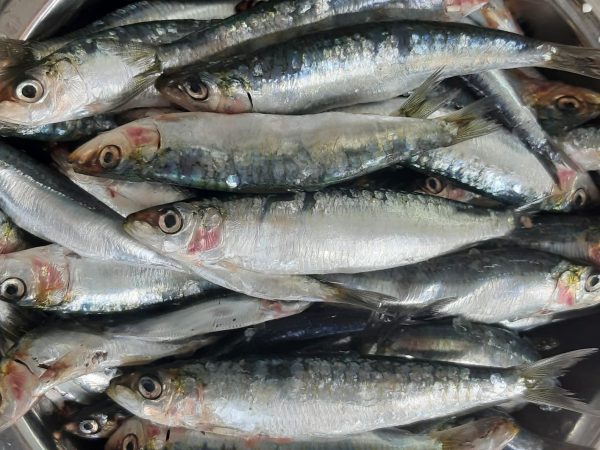 Sardalya (Kg Fiyatıdır) – www.e-balik.com